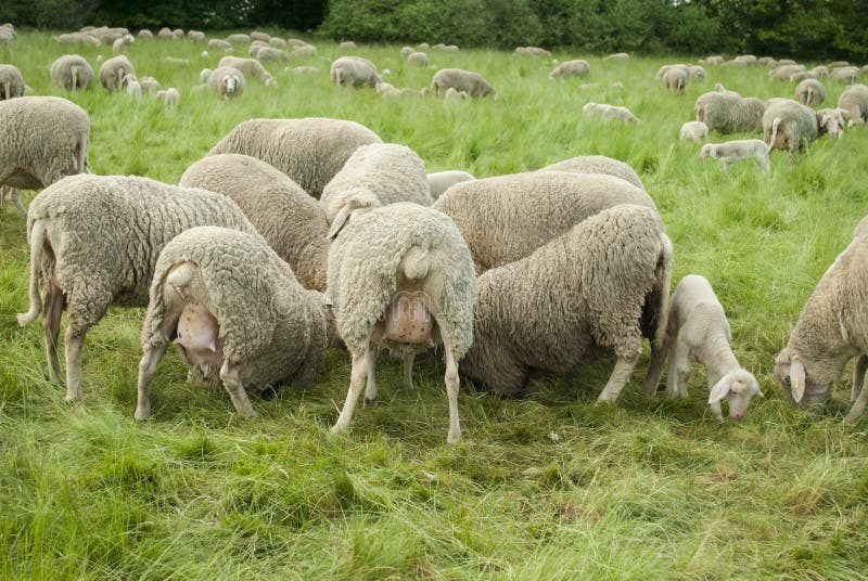 What are they Looking for? stock image. Image of animals - 41248629