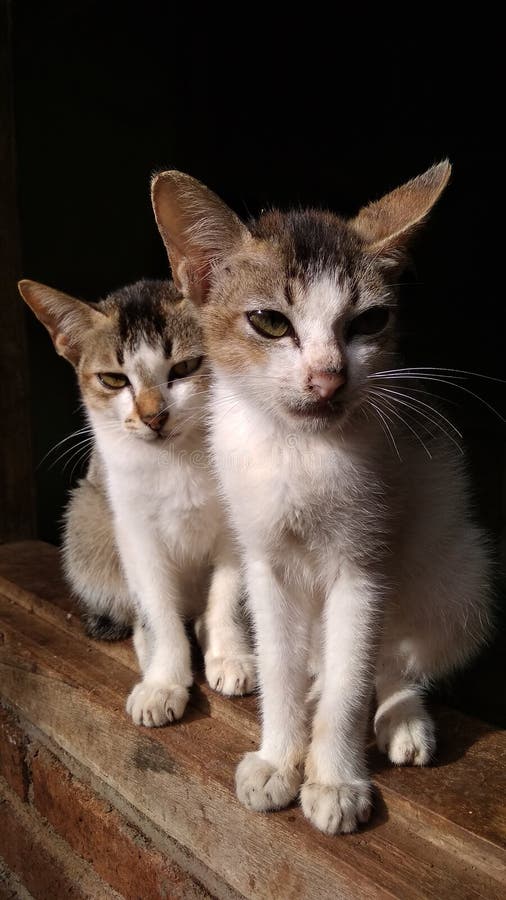 What a lovely little cat stock photo. Image of animal - 205240250