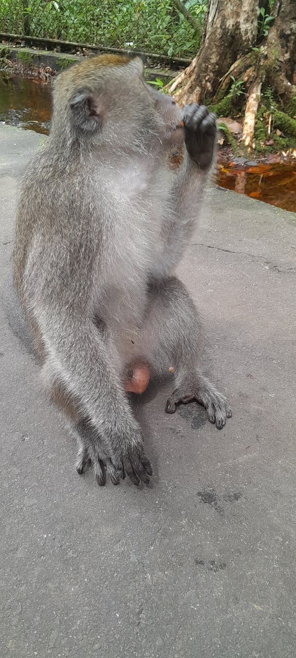 What is the Monkey Thinking? Food or Play Stock Image - Image of ...