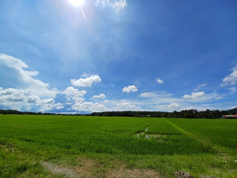 What a nice paddy field stock image. Image of nice, prairie - 266062655