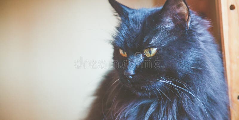 What is the Plan for Today. Stock Image - Image of indoors, grey: 178548209