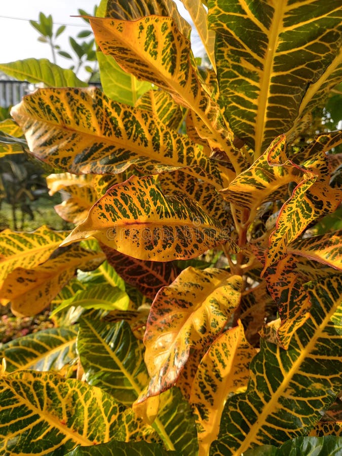 What a Pretty Color in Sunset Stock Photo - Image of garden, fruit ...