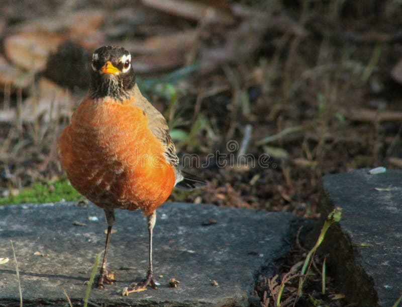 What! Robin stock image. Image of breast, black, bird - 67898171