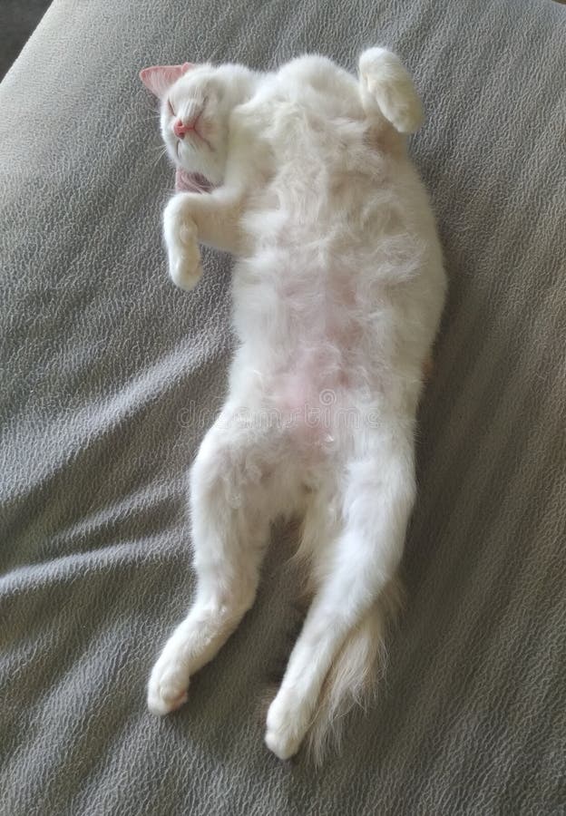 What& X27;s a Cat Sleeping Look Like Human Stock Image - Image of look ...