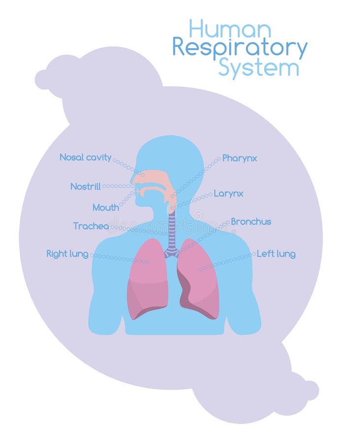 What S Inside Human Respiratory System Stock Illustration ...