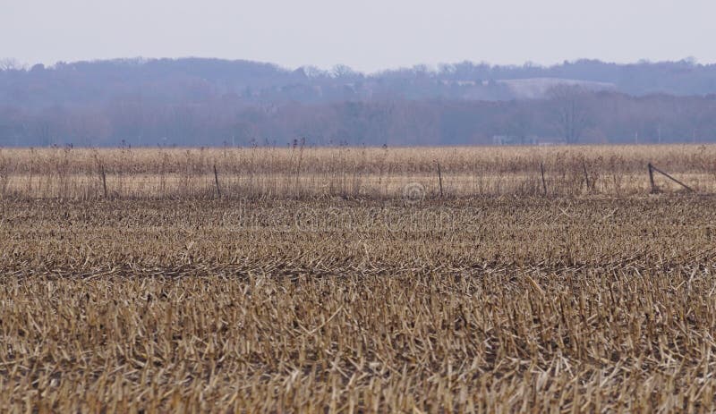 What`s Left at the End of Harvest Stock Photo - Image of landscape ...