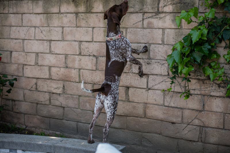 What S There? a Cute German Shorthaired Pointer Dog Standing Upright ...