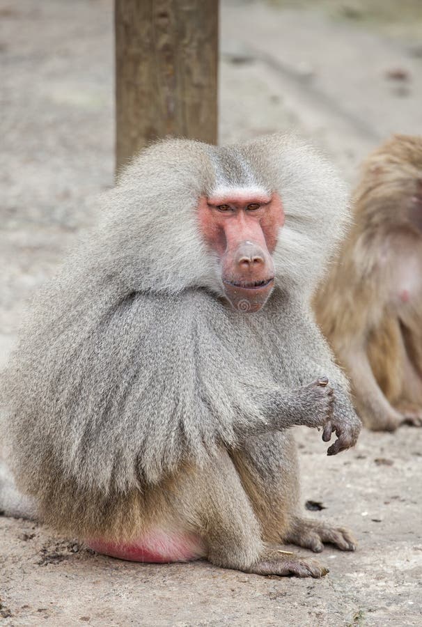 Monkey Bro Stock Photos - Free & Royalty-Free Stock Photos from Dreamstime