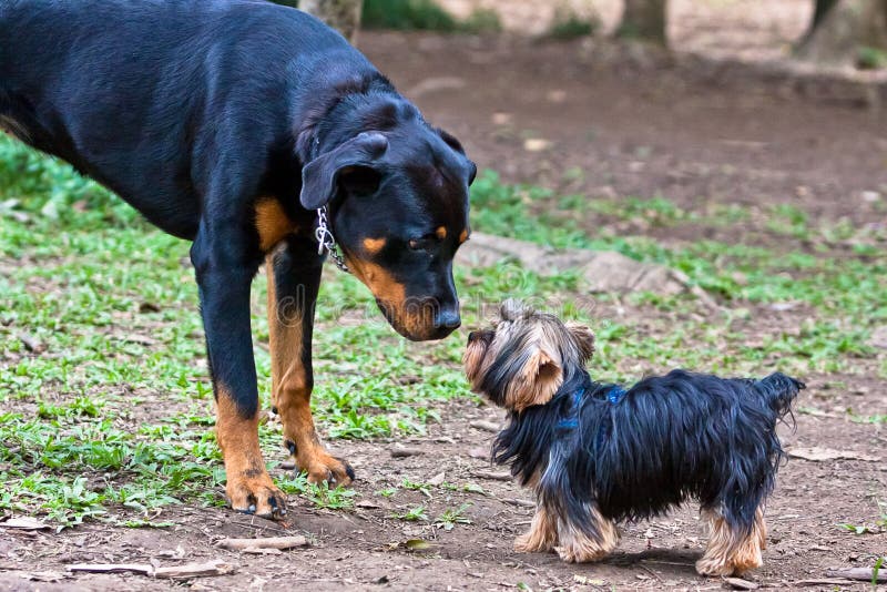 Rottweiler and Yorkshire Terrier Stock Image - Image of canine ...
