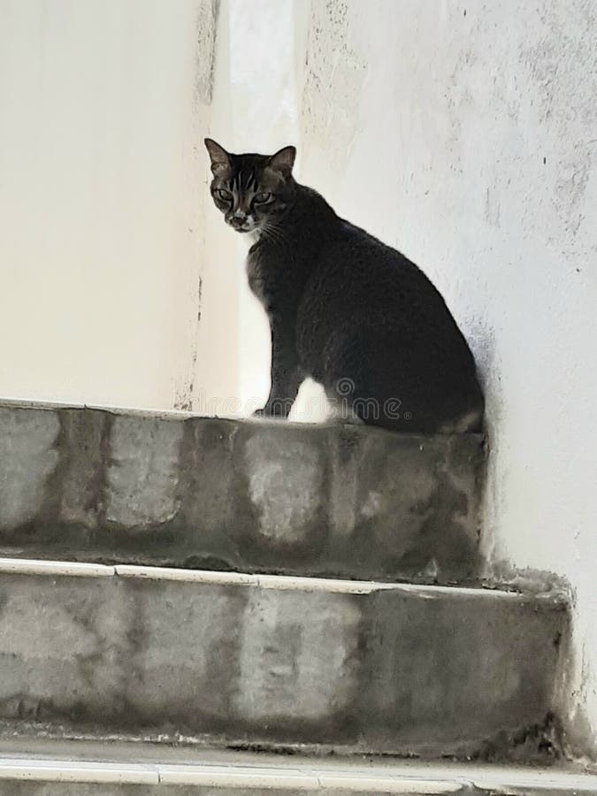 What are You Saying Expression on the Cats Face Stock Image - Image of ...