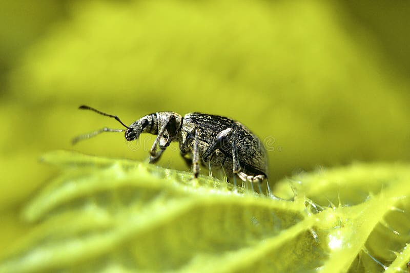 What squeaks in the grass stock photo. Image of invertebrate - 271891094