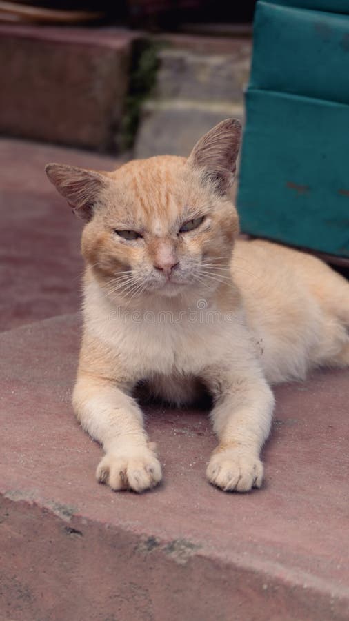 What a Strenght Cat , he is a Fighter ,cat Fighter Stock Photo - Image ...