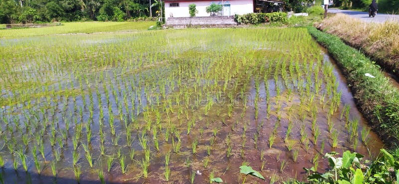 Rice Fields Ready To Be Planted with Rice Stock Image - Image of rural ...