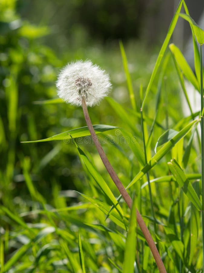 What there? stock image. Image of russia, green, stalk - 94854505