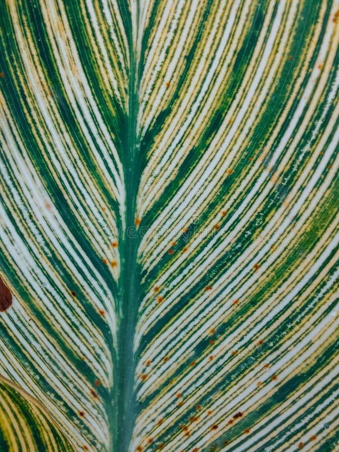 WHAT are these UNIQUE LEAVES? Leaf Patterns. LEAF PATTERNS. TYPES of ...