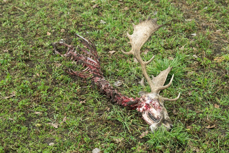 What Was Left of a Fallow Deer Stock Photo - Image of deer, bone: 307808696