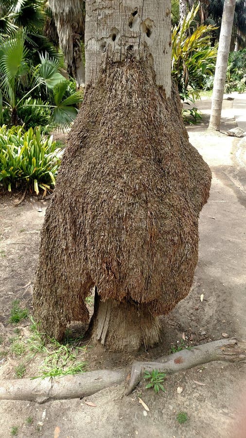 Weird Oak Tree Trunk with Funny Leg Shape, Winter Time Stock Image ...