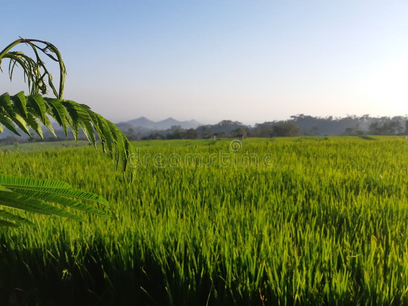 What a Wonderful View in the Rural Areas Stock Photo - Image of ...