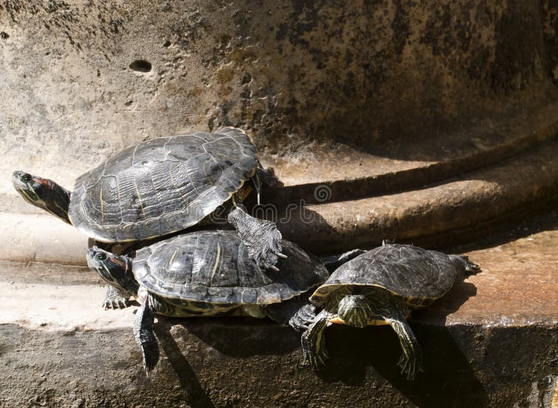 Freshwater Turtle stock image. Image of pond, basking - 5856427