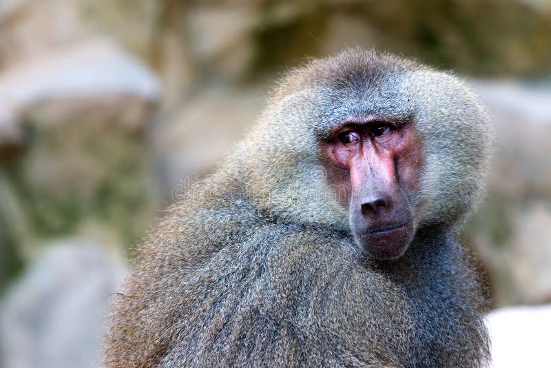 830 Monkey Fur Texture Stock Photos - Free & Royalty-Free Stock Photos ...