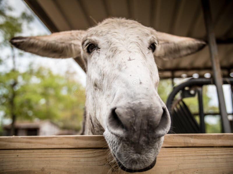 120 Donkey Looking Back Stock Photos - Free & Royalty-Free Stock Photos ...