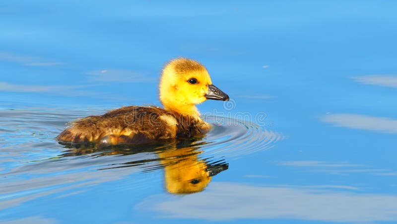 Whatever stock image. Image of ducks, reflection, wing - 191529885