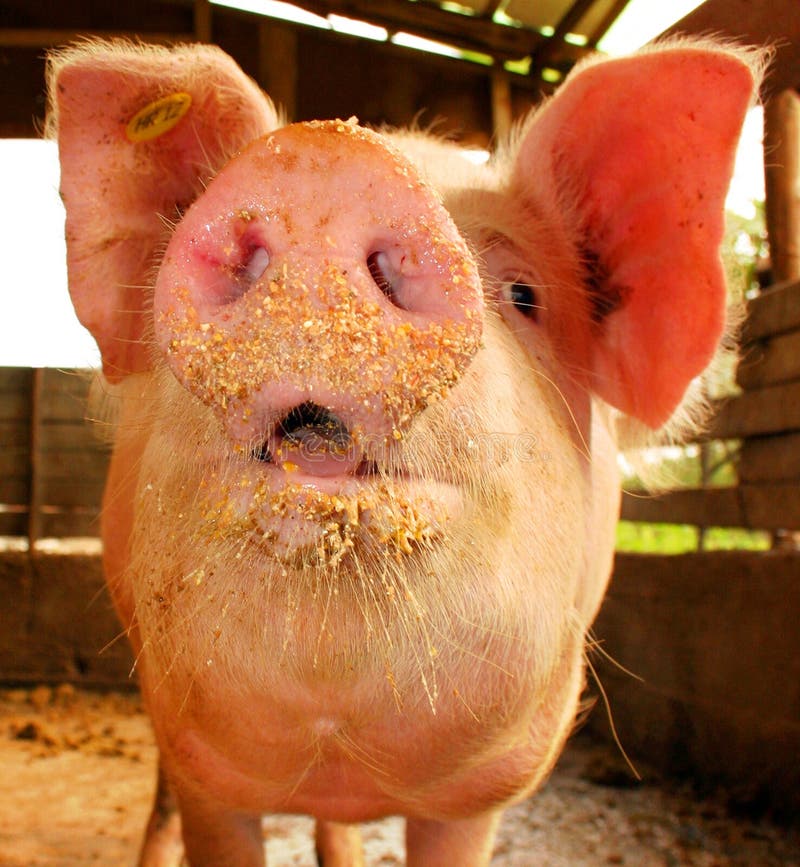 Whats Barn Stock Photos - Free & Royalty-Free Stock Photos from Dreamstime