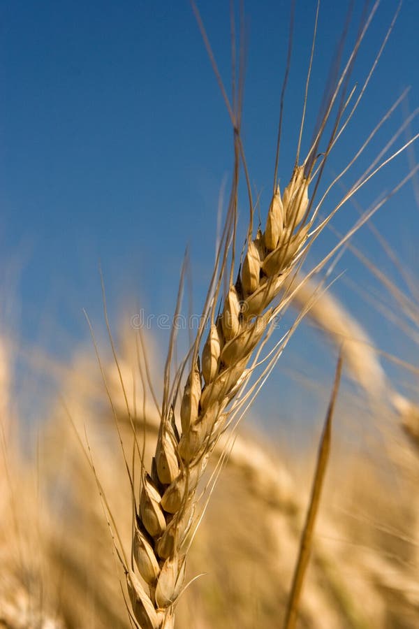 Ripe wheat stock image. Image of wheat, seed, isolated - 15736603