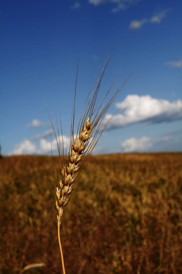 Single wheat stem stock image. Image of rural, grain, farming - 720757