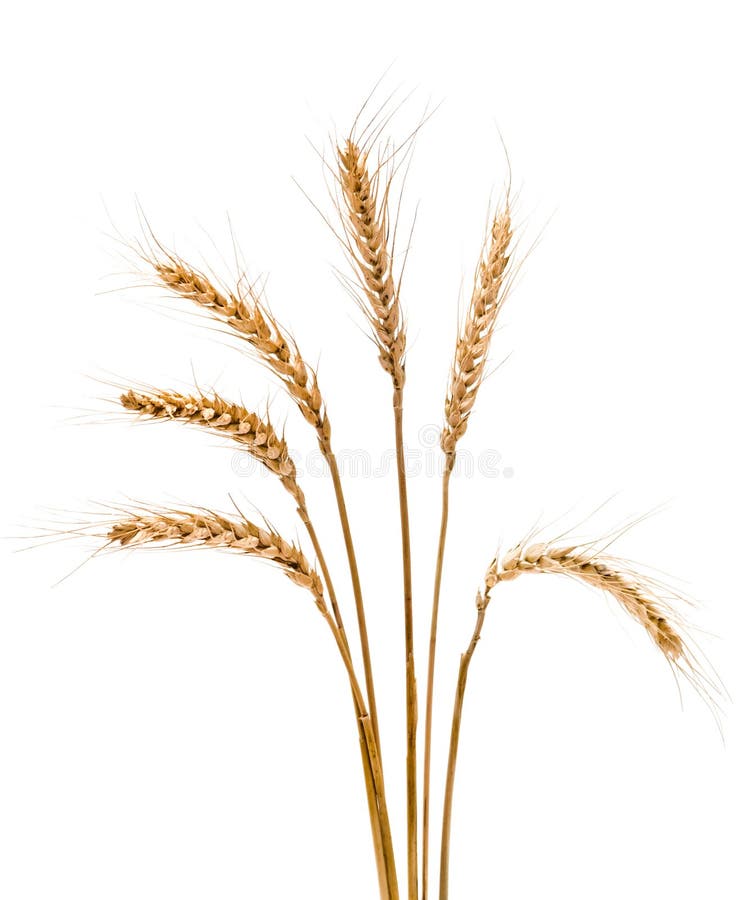 Wheat sheaf stock photo. Image of knot, crop, wheat, tied - 10602392