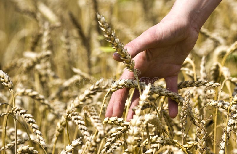 Woman reaping wheat stock image. Image of berber, agriculture - 14090725