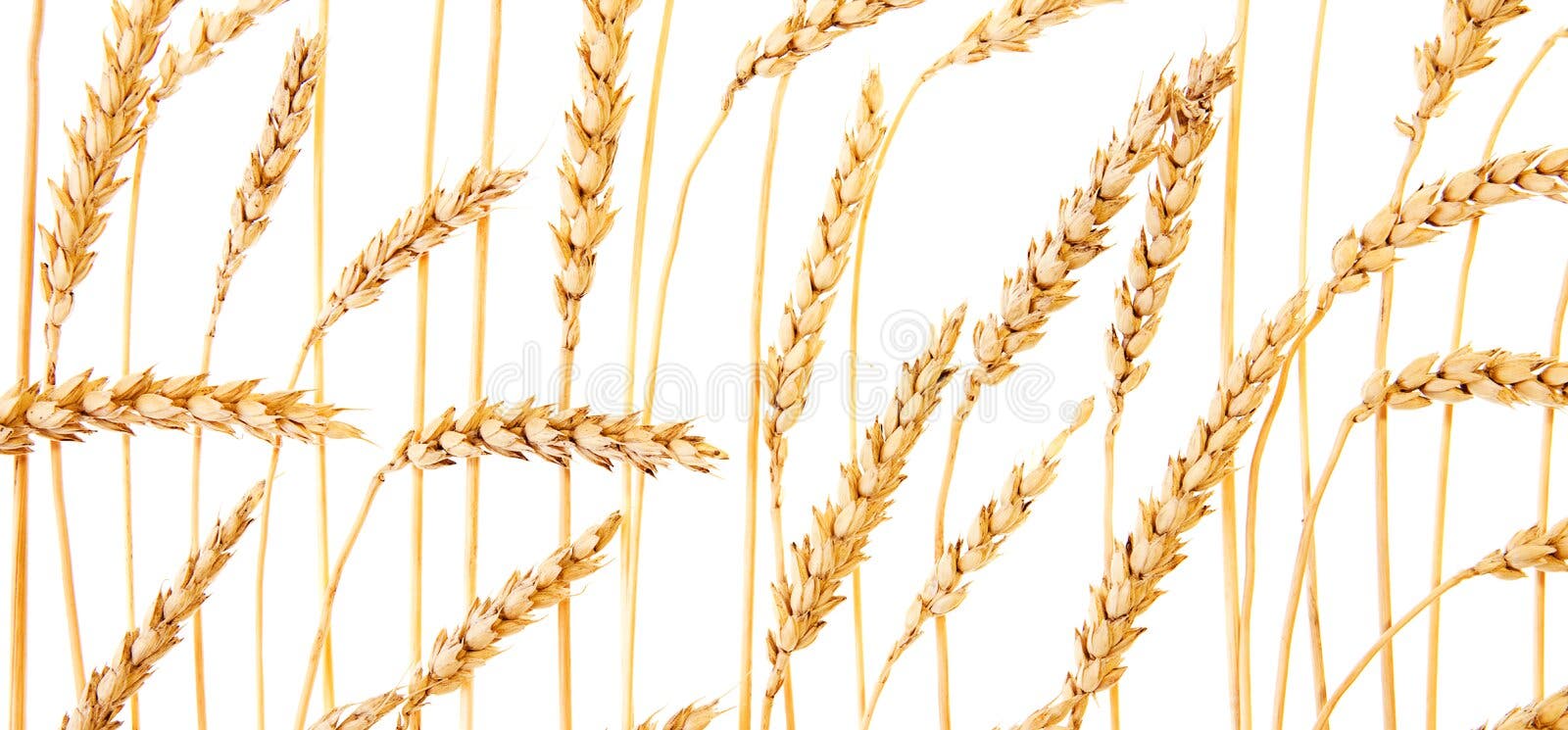 Isolated Wheat stock photo. Image of harvest, barley, lifestyle - 307346