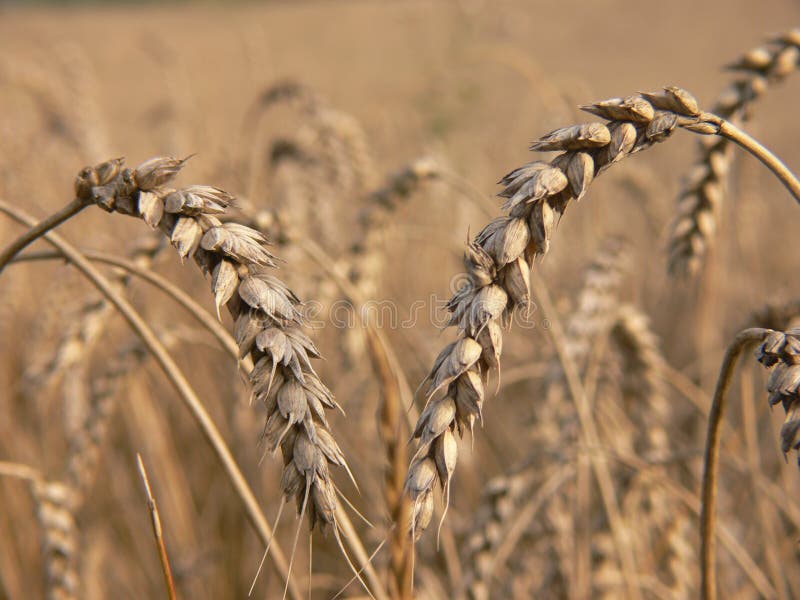 Wheat stock image. Image of close, health, grow, harvest - 1131121