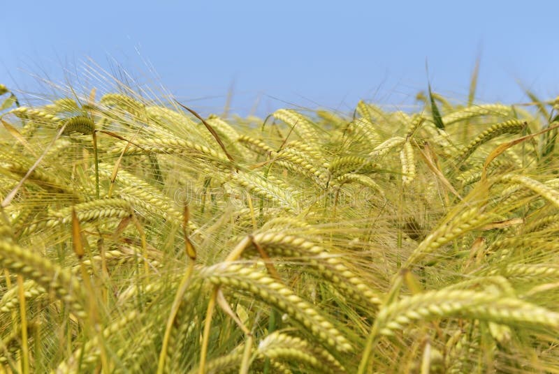 Wheat stock image. Image of agriculture, farm, head, barley - 13045997