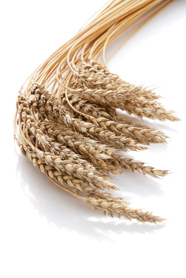 Wheat stock photo. Image of kernel, close, dried, nature - 13230384