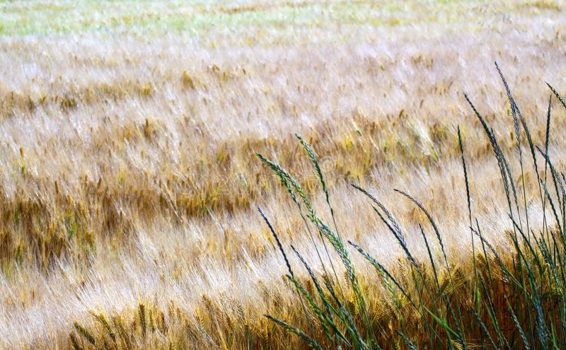 Wheat stock photo. Image of herb, rural, plant, organic - 14646984
