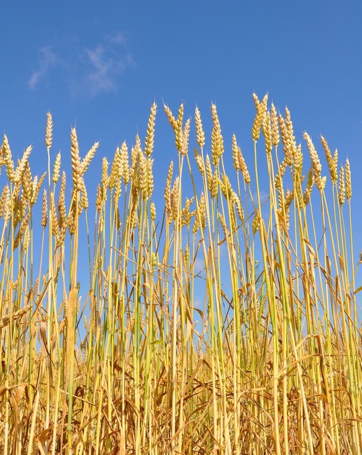 Florida Sea Oats Closeup stock image. Image of closeup - 98455557
