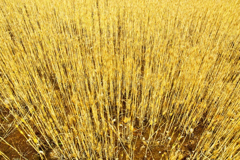 Wheat stock photo. Image of abstract, growing, green - 14828480