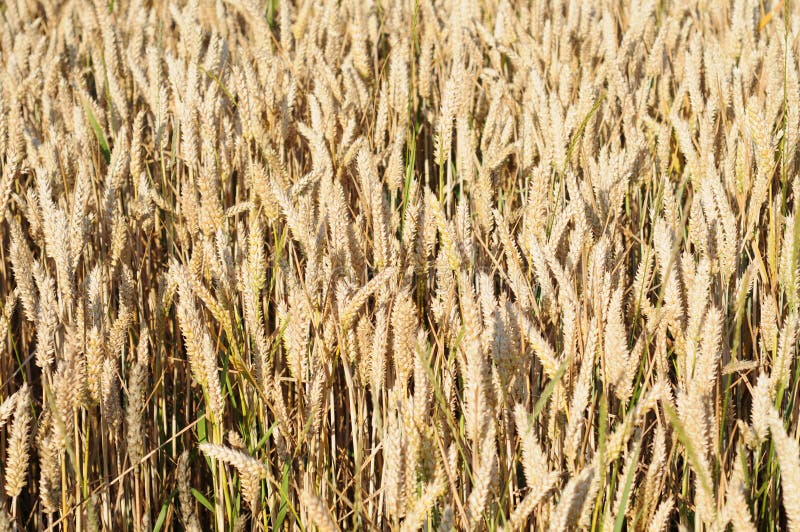 Wheat Culm Stock Photos - Free & Royalty-Free Stock Photos from Dreamstime