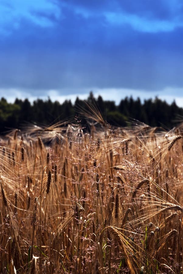 Wheat stock image. Image of detail, blue, grain, closeup - 15824697