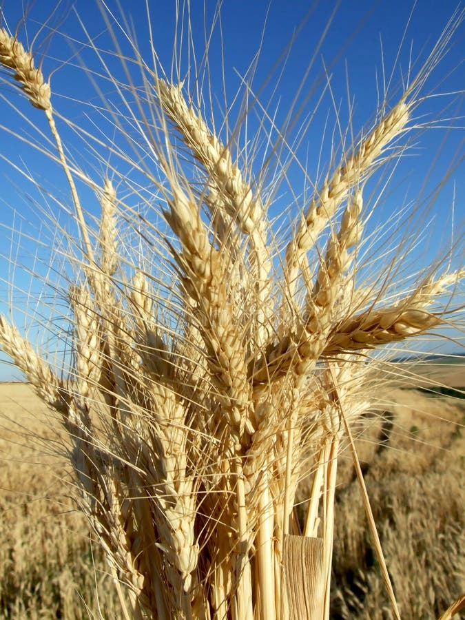 Wheat stock image. Image of single, production, stalk - 15912519