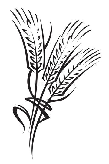 Wheat stock vector. Illustration of flower, element, organic - 16414505