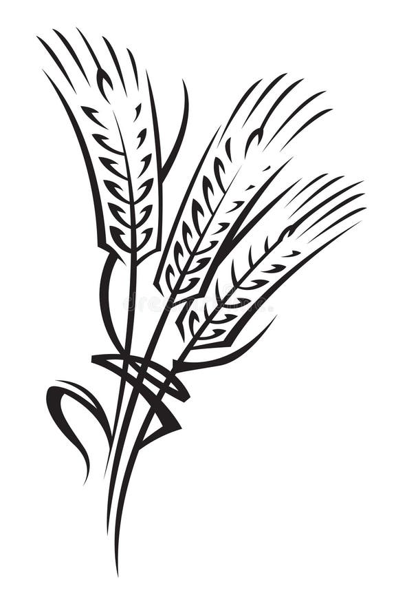 Wheat stock vector. Illustration of flower, element, organic - 16414505
