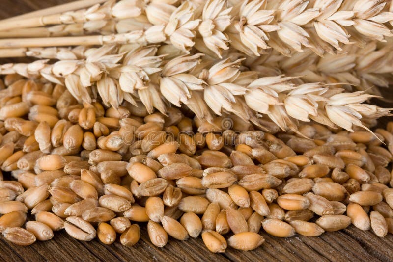 Hulled Barley stock photo. Image of hull, vulgare, agriculture - 16100342