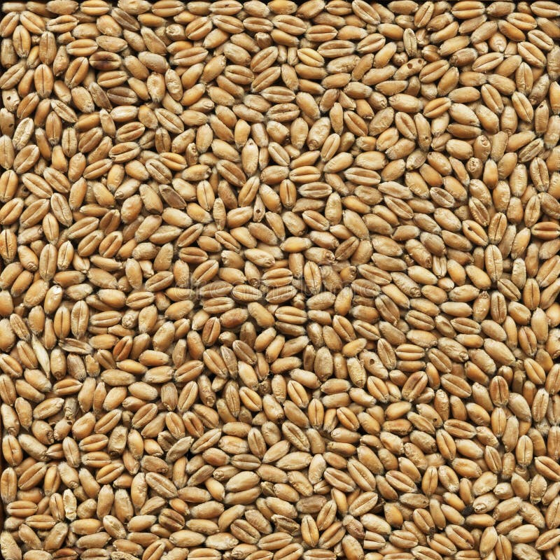 Wheat stock image. Image of grain, kernel, natural, cereal - 18373945