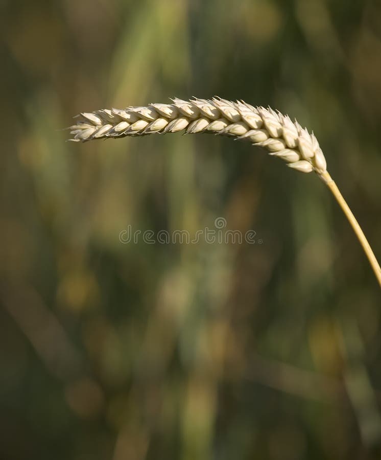 A blade of wheat stock photo. Image of cereal, growth, grain - 405912