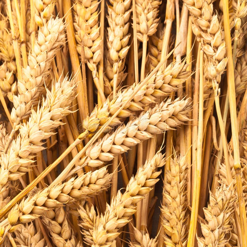 Wheat stock photo. Image of healthy, ripe, crop, spike - 11495806