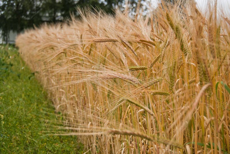 Wheat stock image. Image of ecological, food, background - 21893481