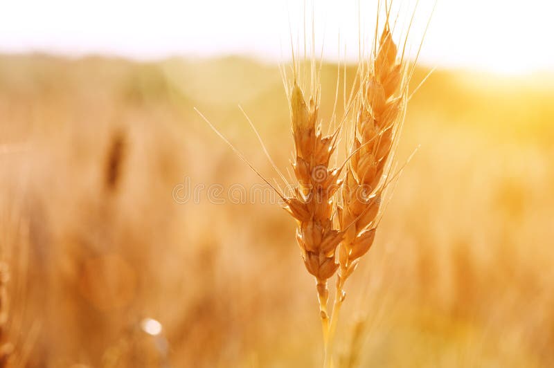 Wheat stock image. Image of plant, green, farm, corn, country - 2657739