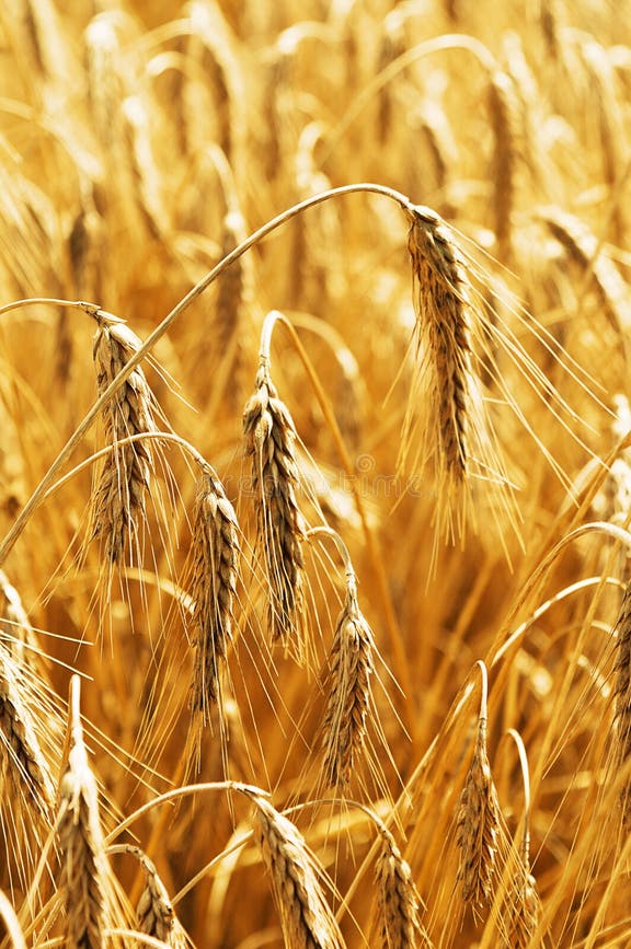 Golden ripe wheat stock image. Image of ears, field, bright - 23502075